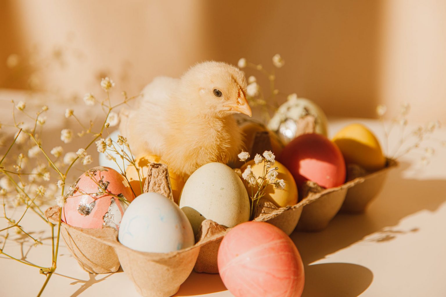 How to Take Care of Chicks - the ULTIMATE Guide to Caring for Chicks ...